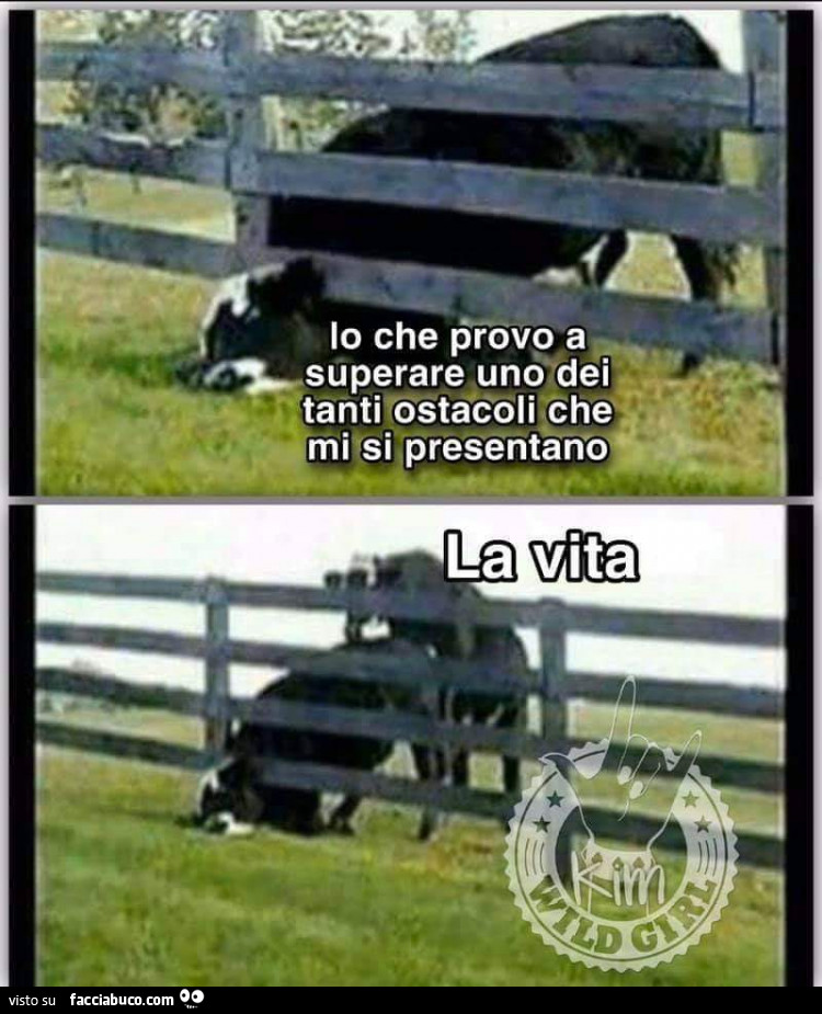 Tutti i meme sulle Mucche - Facciabuco.com