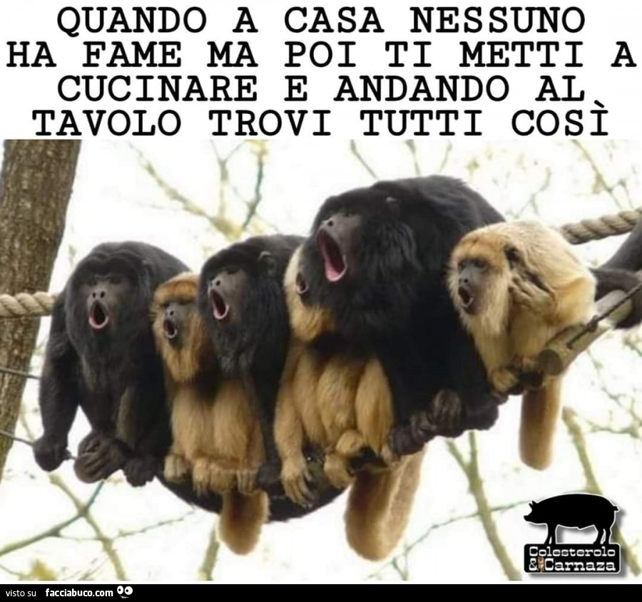 Tutti i meme sulle Scimmie - Facciabuco.com