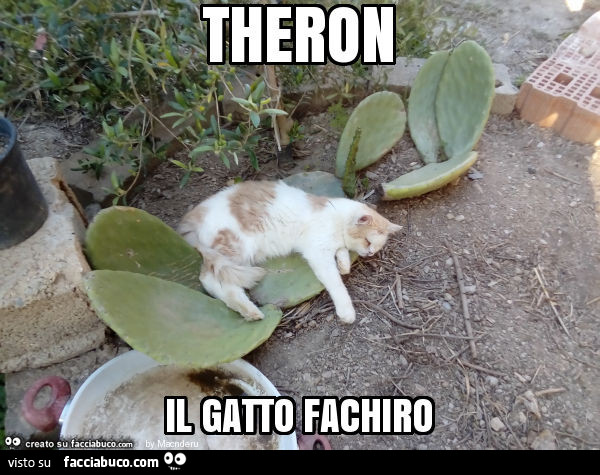Theron il gatto fachiro - Facciabuco.com