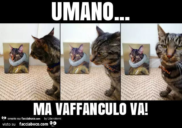 Tutti i meme sul Vaffanculo - Facciabuco.com