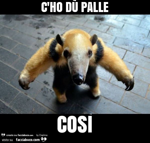 Tutti i meme sulla Rottura di palle - Facciabuco.com