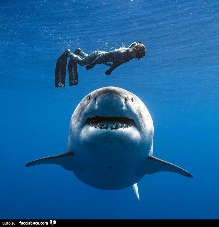 Tutti i meme sugli Squali - Facciabuco.com