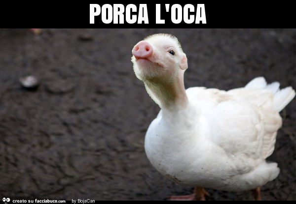 Tutti i meme sui Maiali - Facciabuco.com